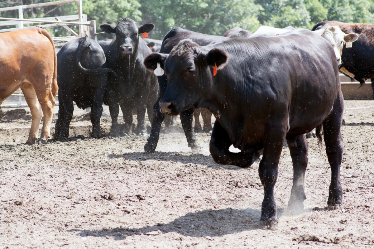 Chipotle Meatballs and Farm Tour - Stirlist