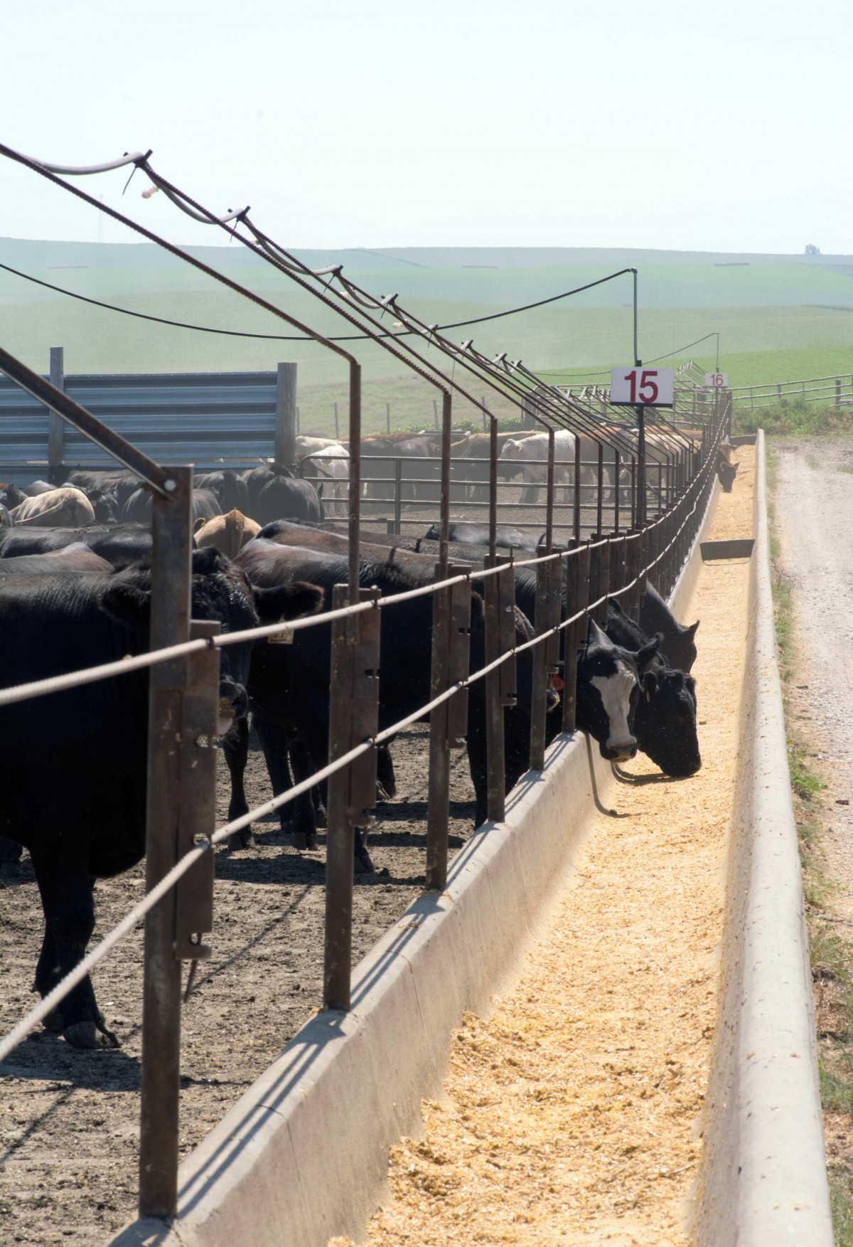 Chipotle Meatballs and Farm Tour - Stirlist