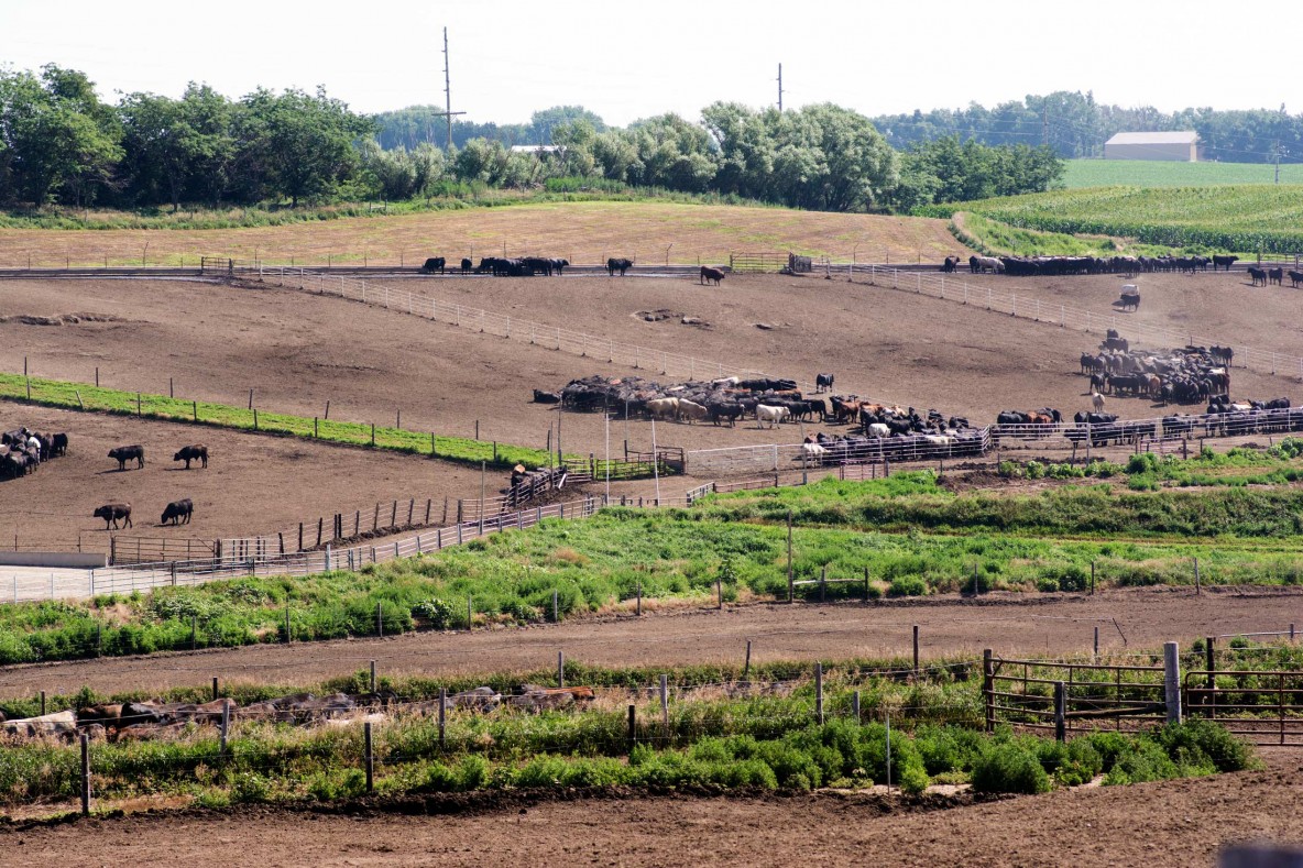 Chipotle Meatballs and Farm Tour - Stirlist