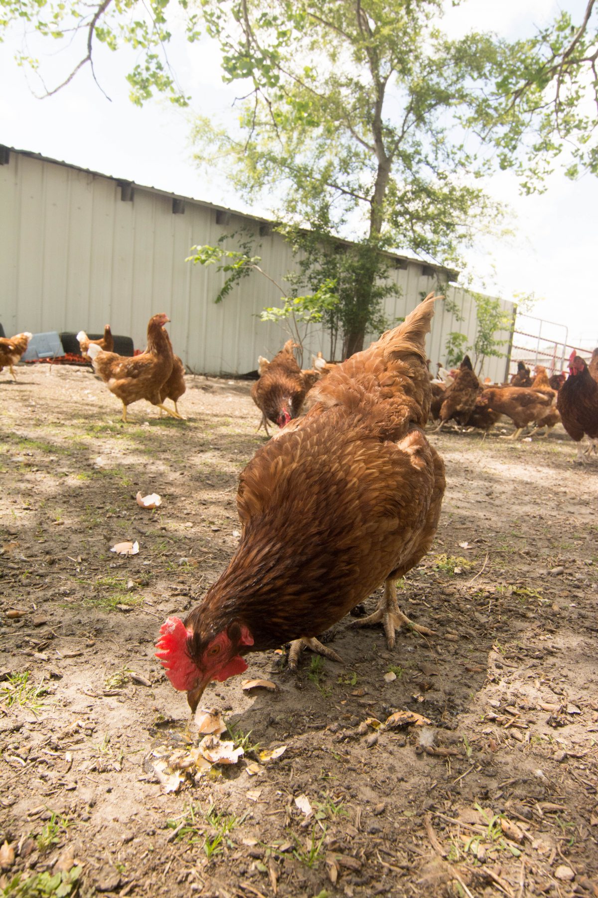 Prairie Pride Poultry Tour - Stirlist