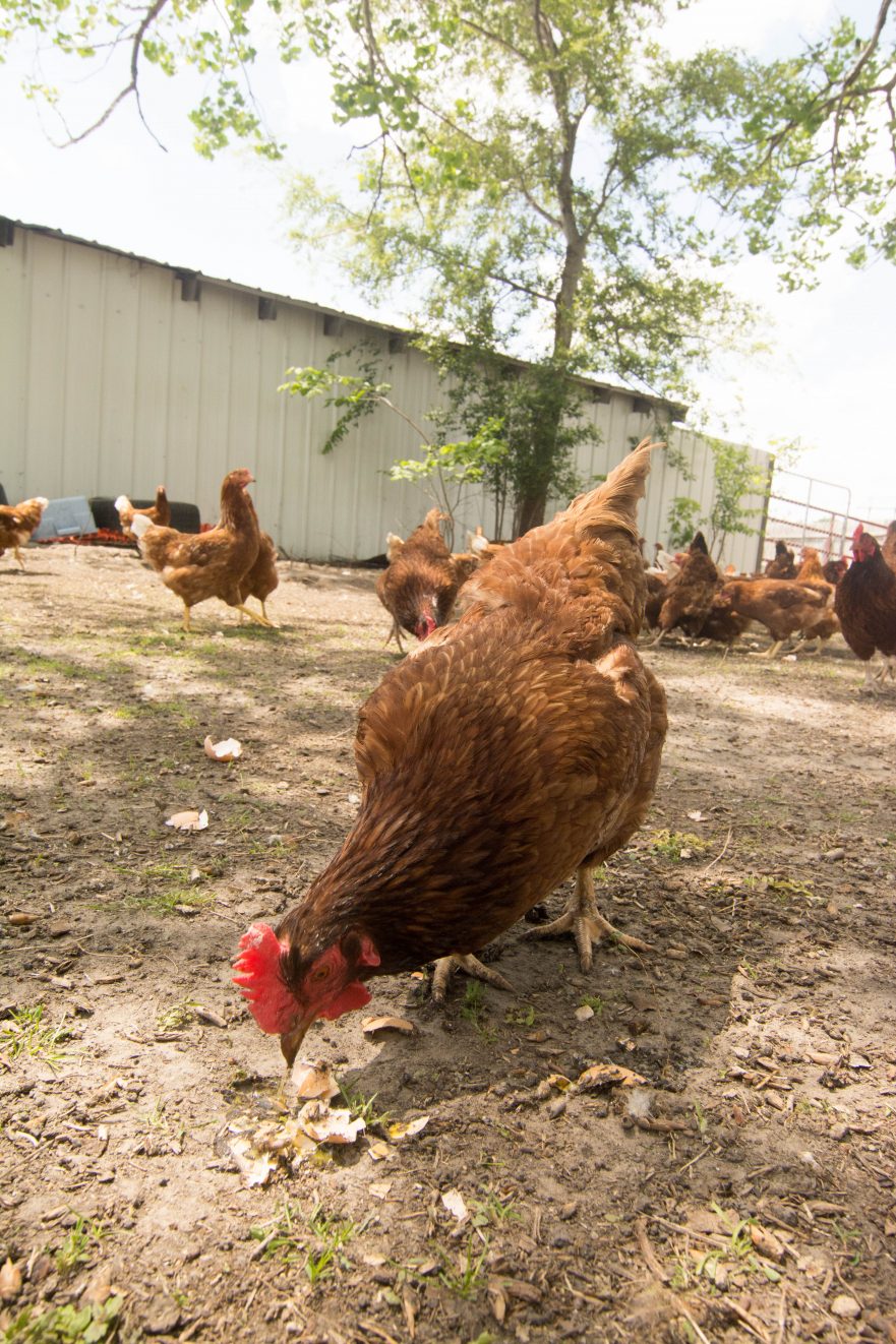 Prairie Pride Poultry Tour - Stirlist
