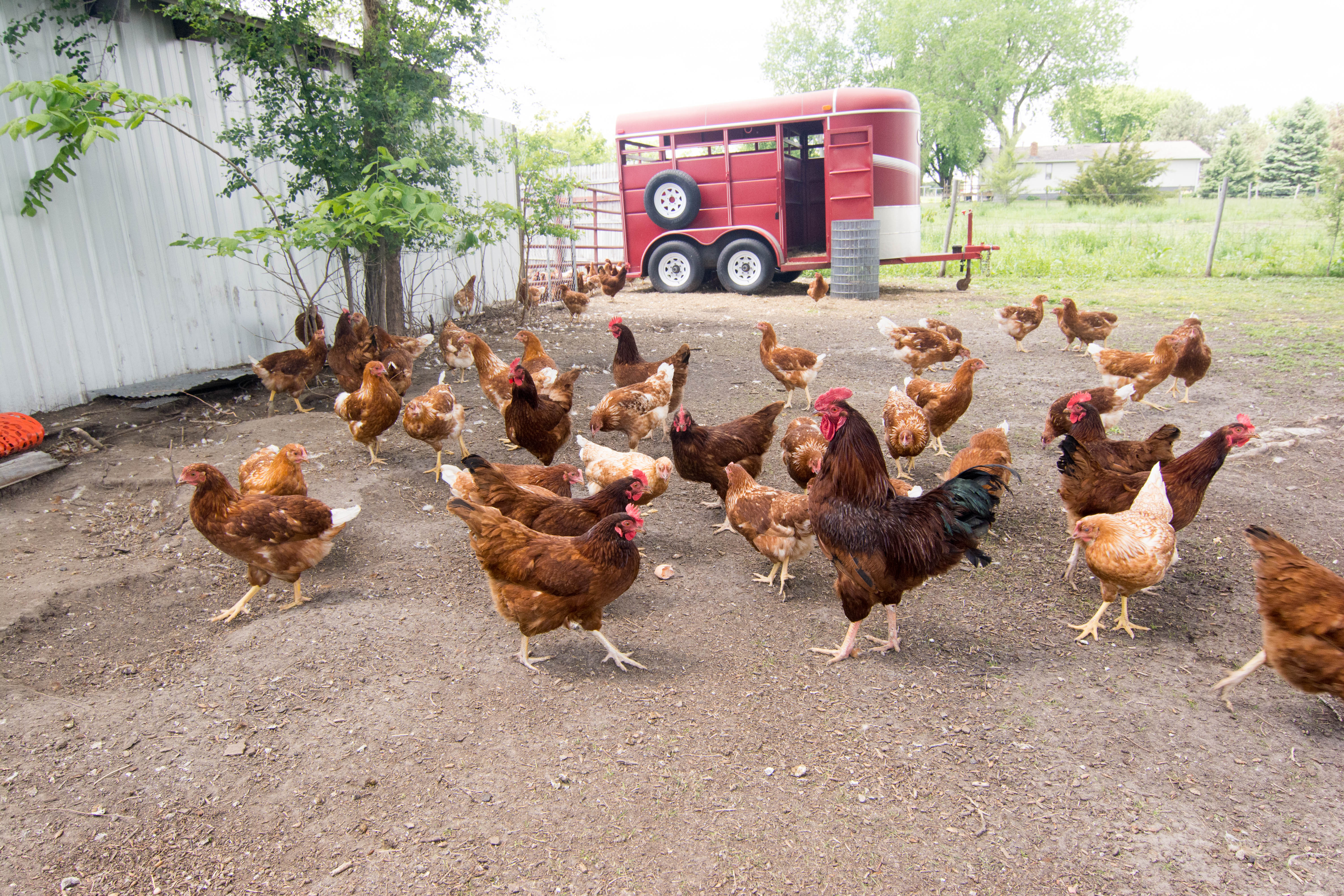 Prairie Pride Poultry Tour | Stirlist
