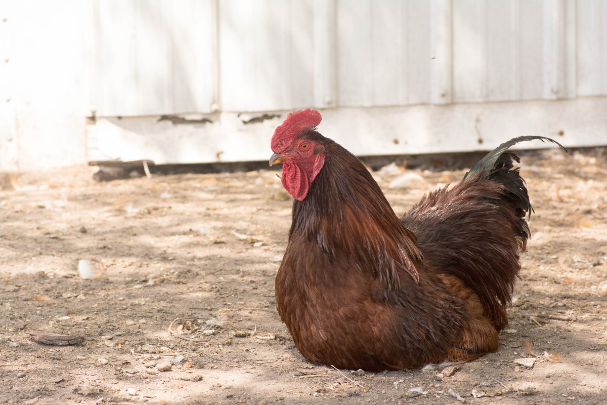 Prairie Pride Poultry Tour - Stirlist